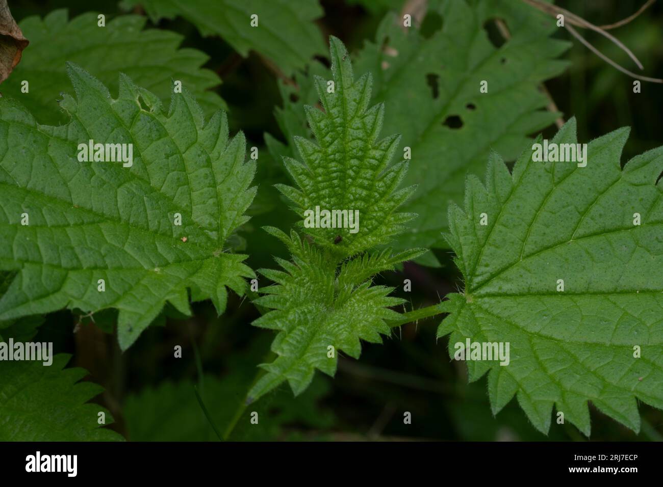Urtica dioica Common nettle Stinging nettle green wild plant Stock ...