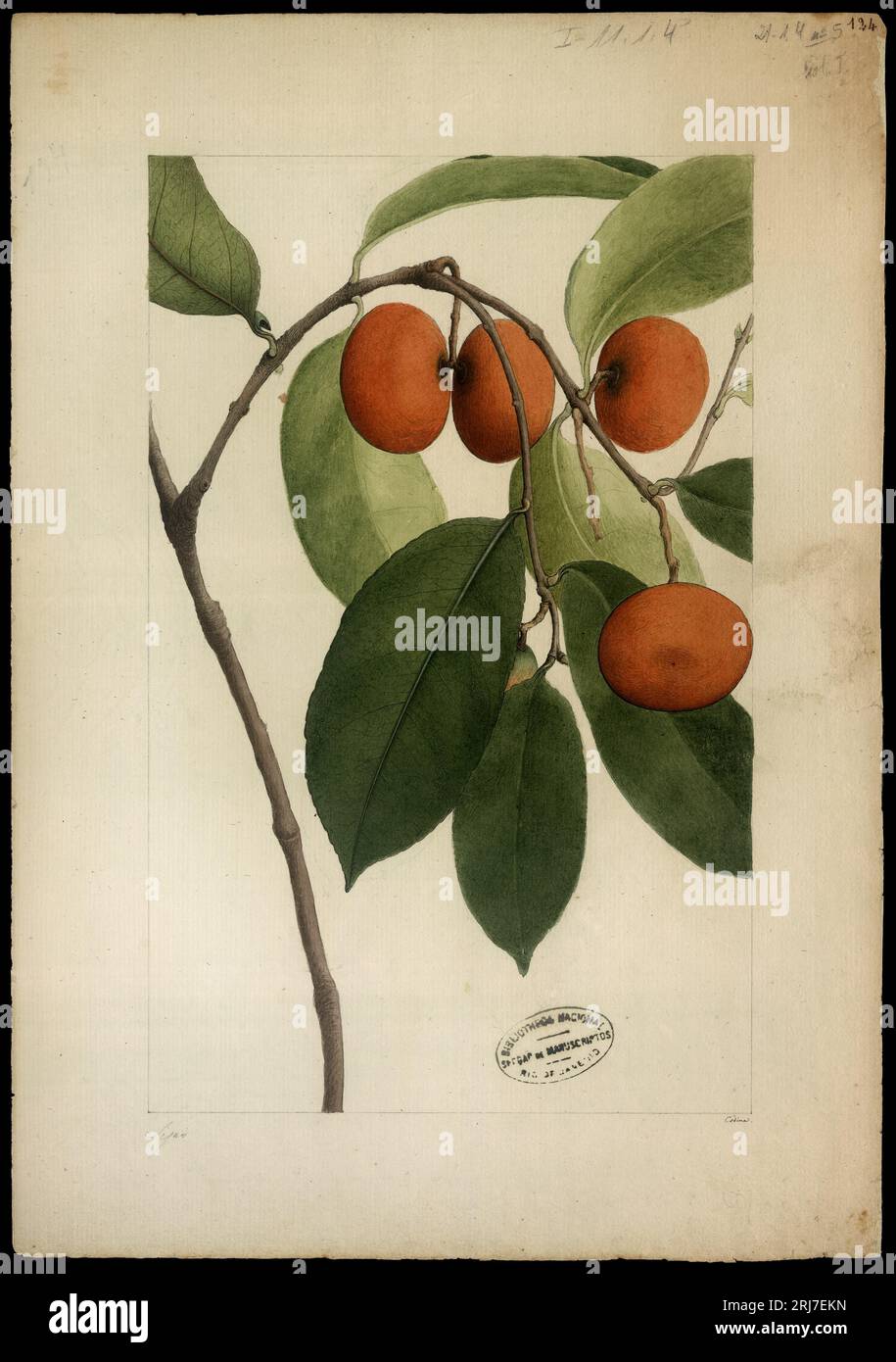 (Salacia) 18th century by Joaquim José Codina Stock Photo - Alamy