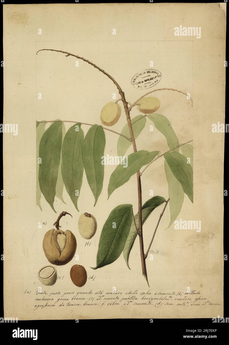 (Sapintacea) 18th century by Joaquim José Codina Stock Photo - Alamy