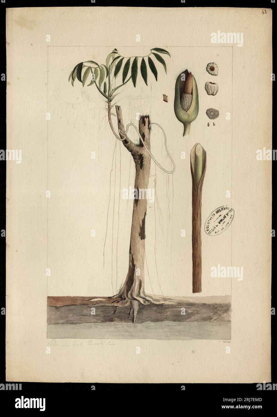 (Syngomum) 18th century by Joaquim José Codina Stock Photo - Alamy