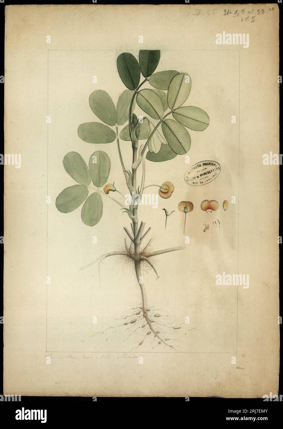 (Trachis hyppoyvea, Linn) 18th century by Joaquim José Codina Stock ...