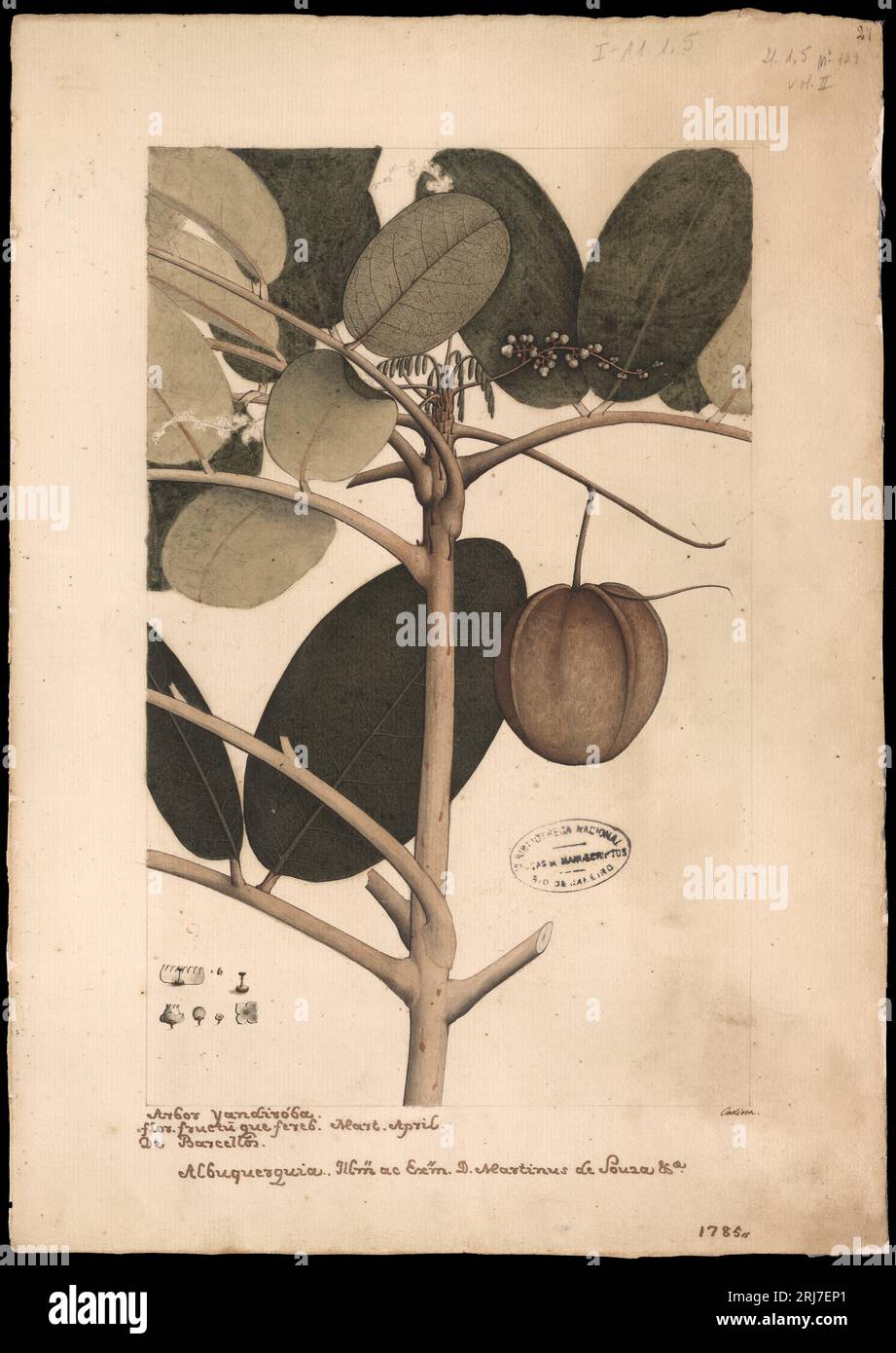 (Yandiróba) 1785 by Joaquim José Codina Stock Photo - Alamy