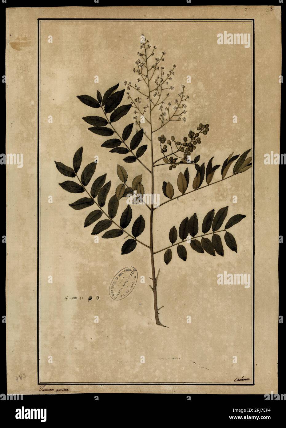 (Zanthoxylon) 18th century by Joaquim José Codina Stock Photo - Alamy