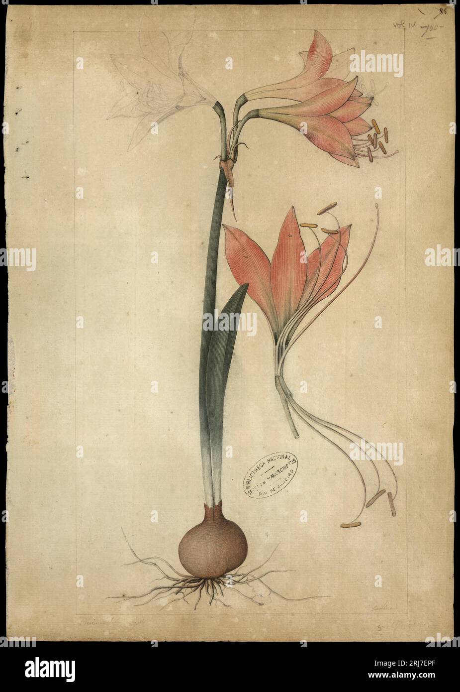 (Amaryllis) 18th century by Joaquim José Codina Stock Photo - Alamy