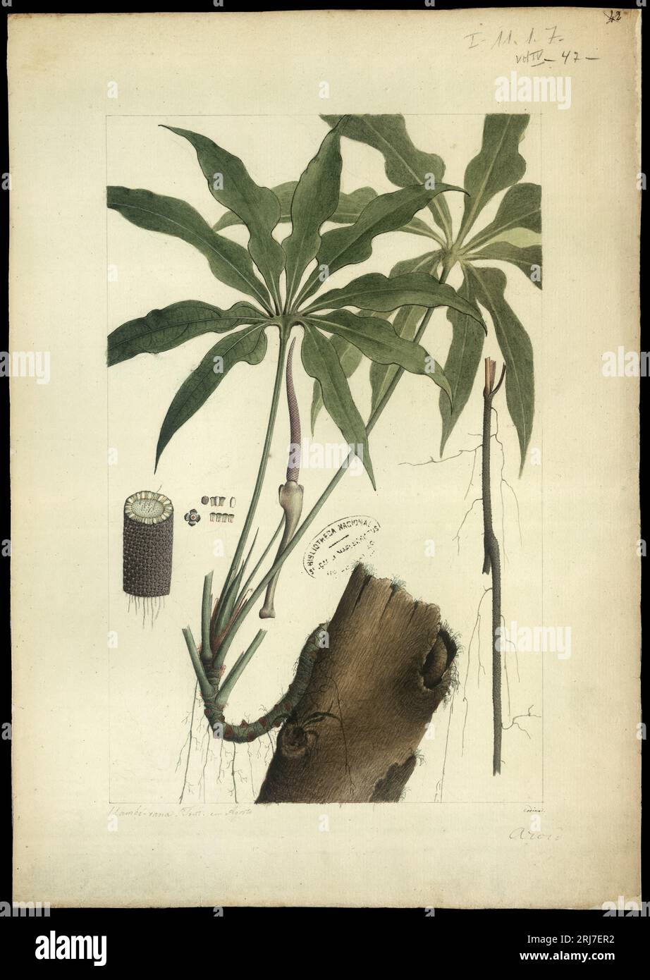 (Anthurium) 18th century by Joaquim José Codina Stock Photo - Alamy