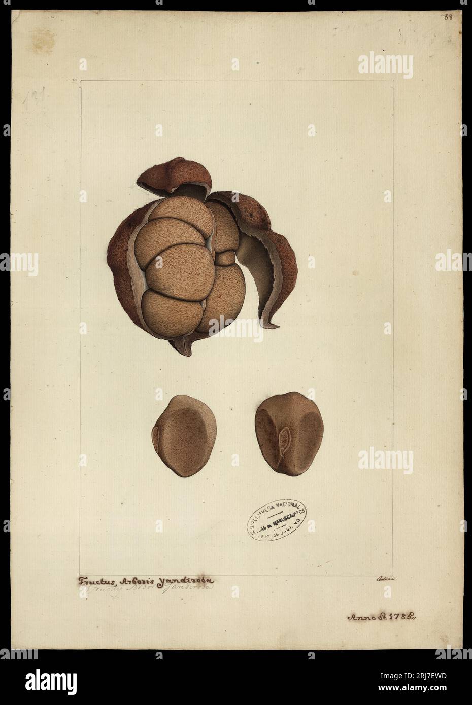 (Carapa) 1785 by Joaquim José Codina Stock Photo - Alamy