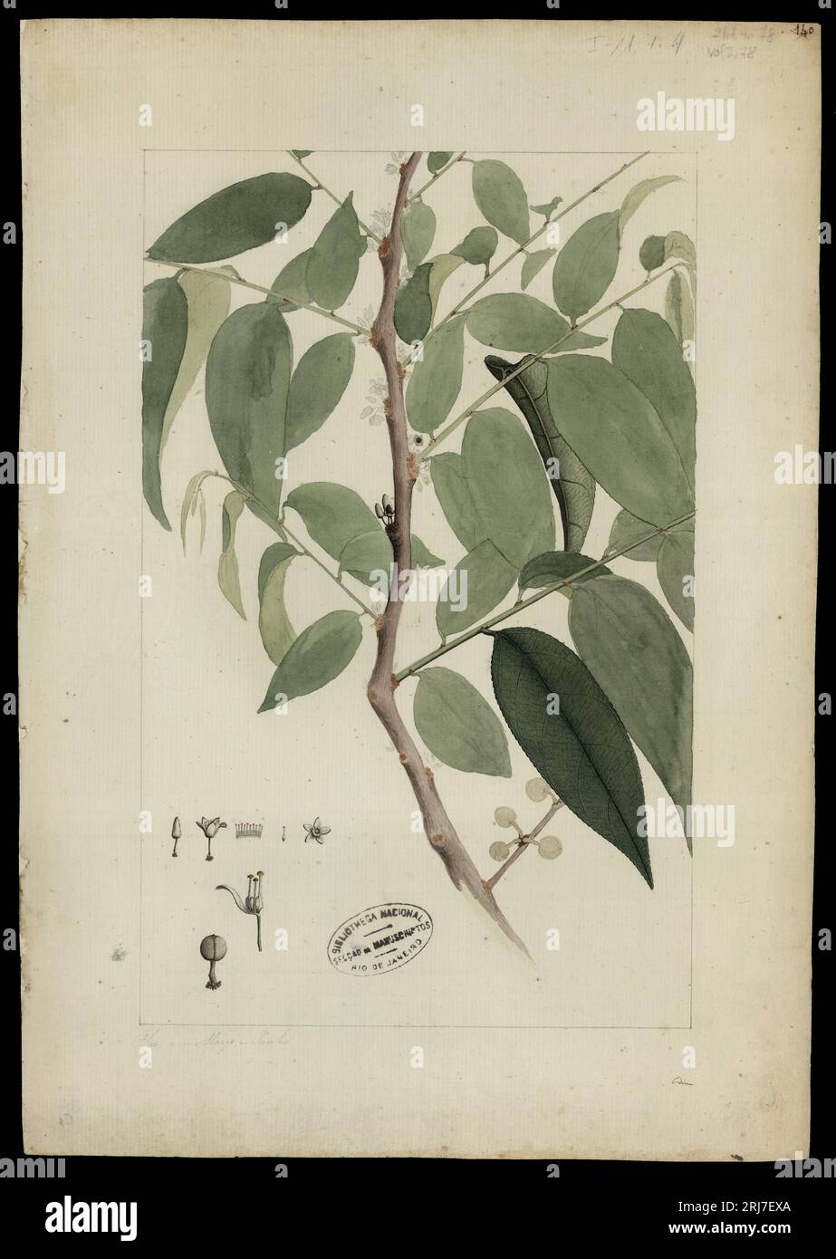 (Casearia) 18th century by Joaquim José Codina Stock Photo - Alamy