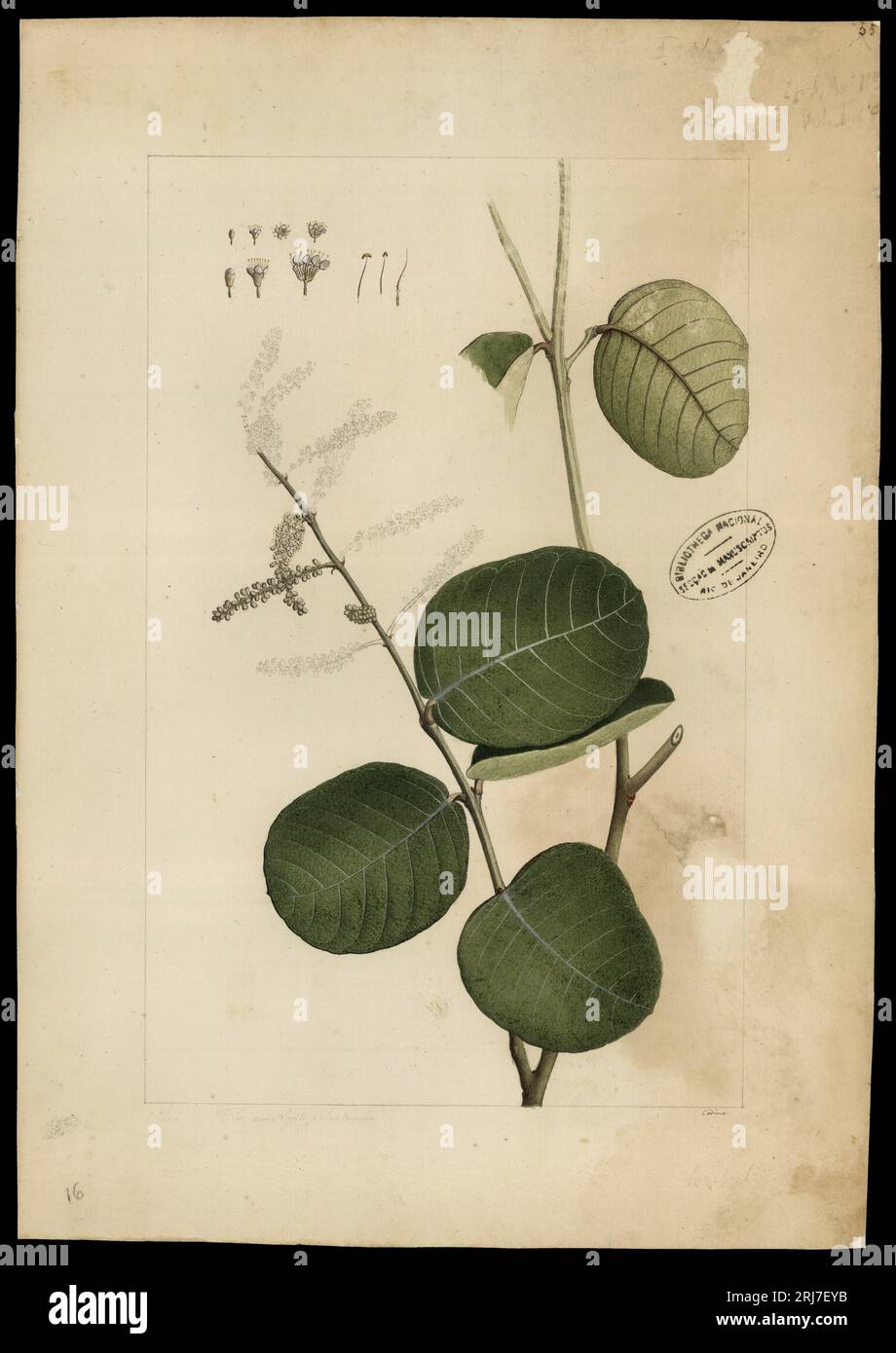 (Combretum Jacquini, Grisebª) 18th century by Joaquim José Codina Stock ...