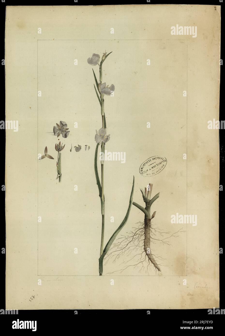 (Commelina) 18th century by Joaquim José Codina Stock Photo - Alamy