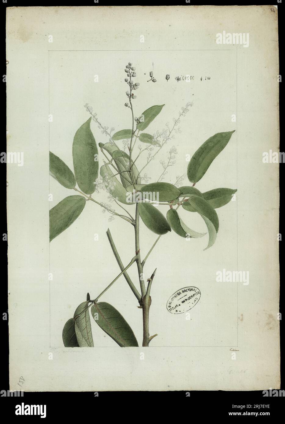 (Connarus) 18th century by Joaquim José Codina Stock Photo - Alamy