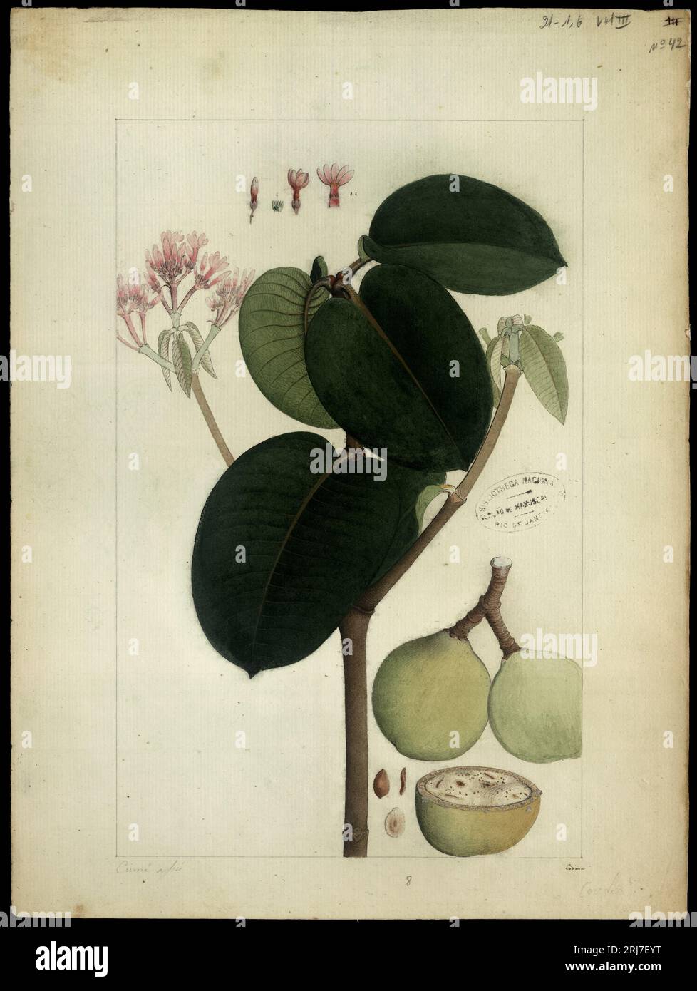 (Couma macrocarpa) by Joaquim José Codina Stock Photo - Alamy