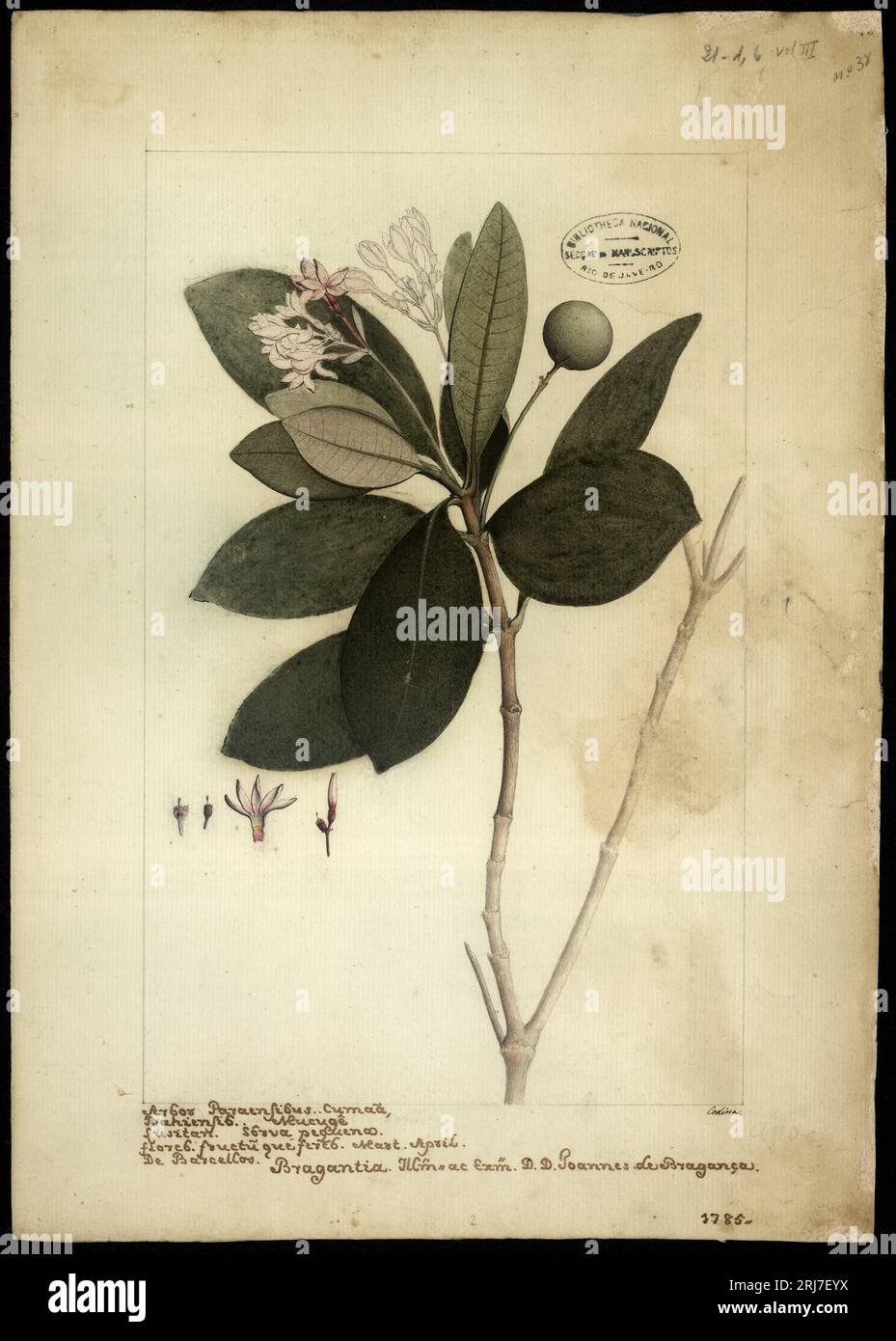 (Coumo utilis Muell) 1785 by Joaquim José Codina Stock Photo - Alamy