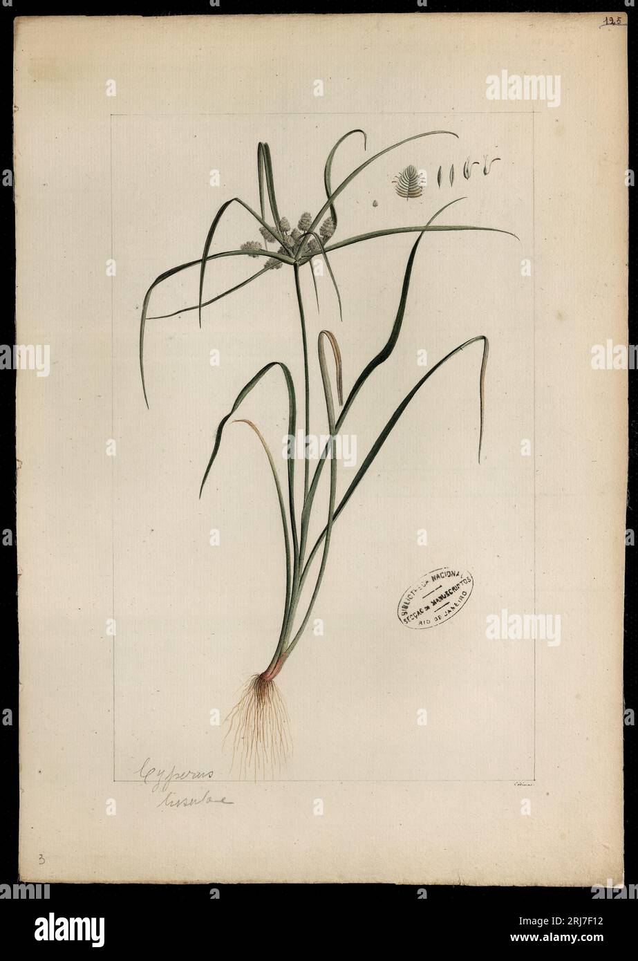 (Cyperaceae) 18th century by Joaquim José Codina Stock Photo - Alamy