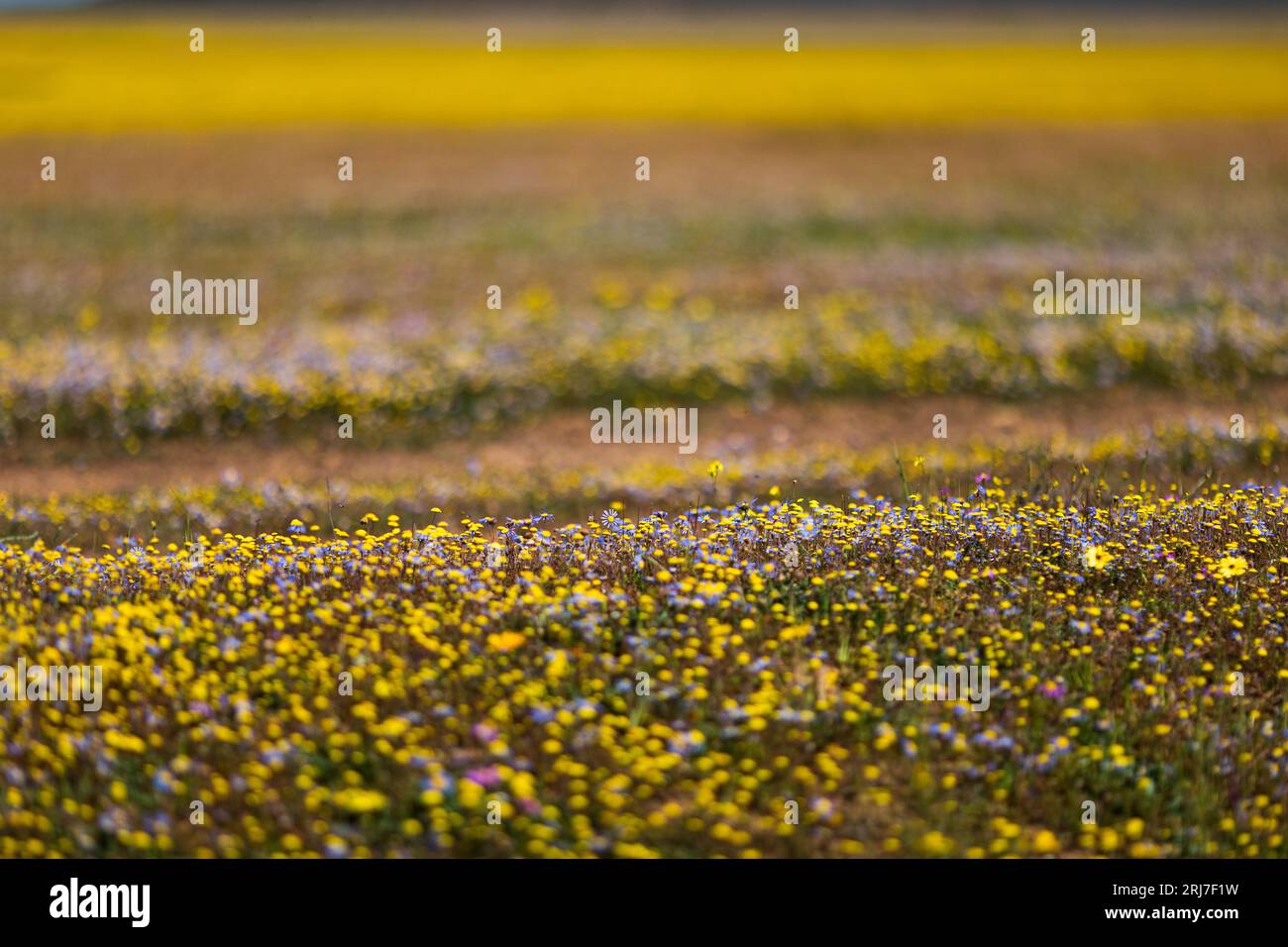 Yellow flower tapestry in Namakwaland flower season Western Cape South ...