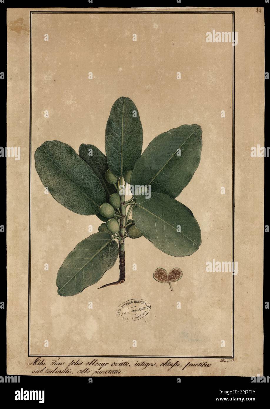 (Ficus) 18th century by Joaquim José Codina Stock Photo - Alamy