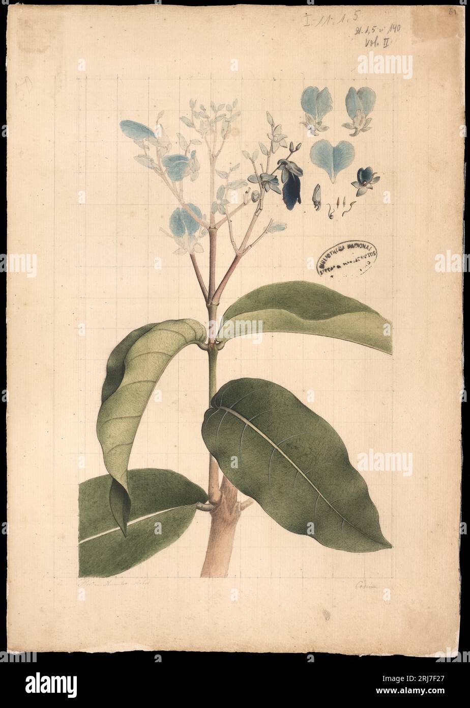 (Flora brasileira sem identificação) 18th century by Joaquim José ...
