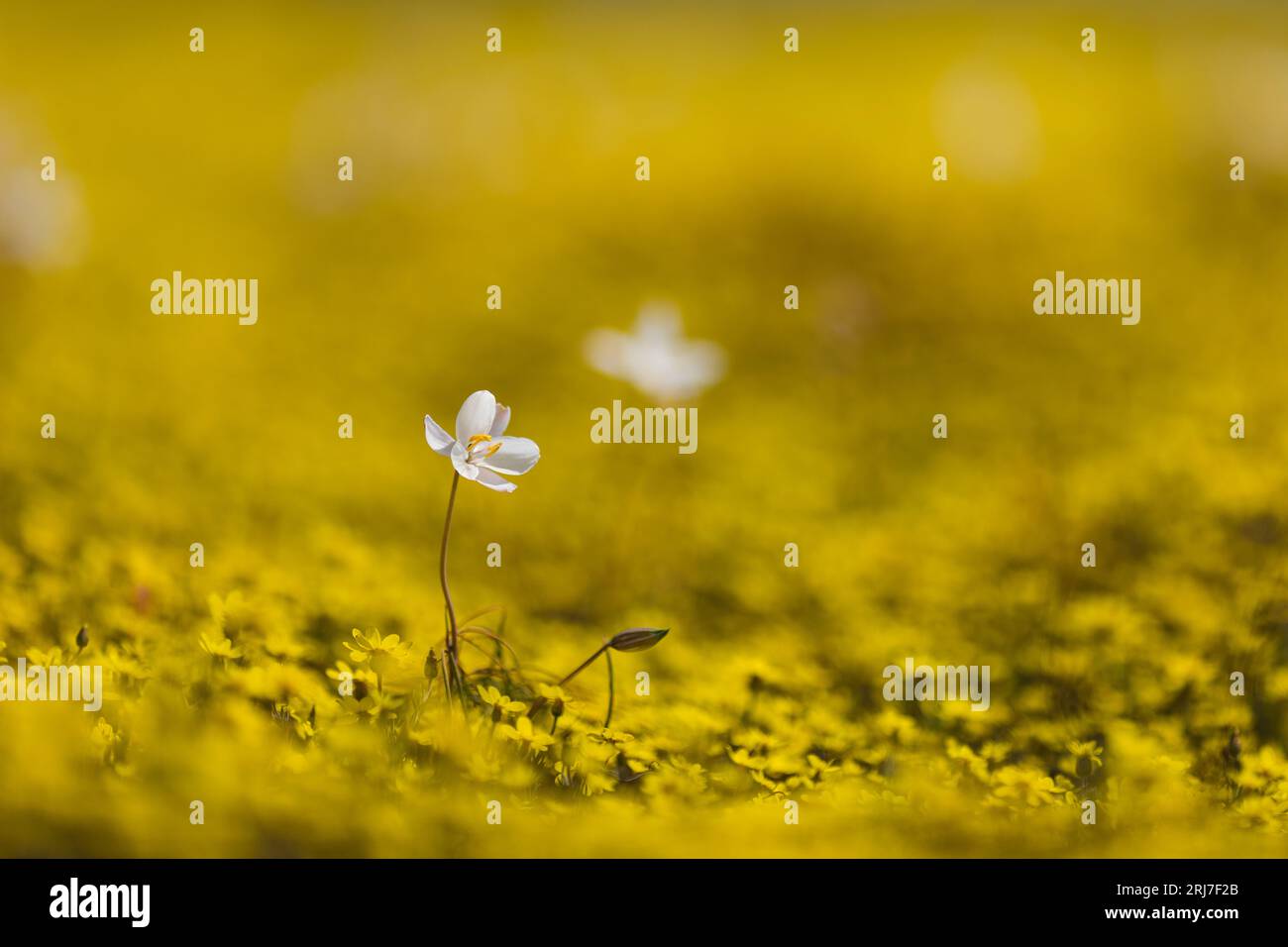 Yellow flower tapestry in Namakwaland flower season Western Cape South ...