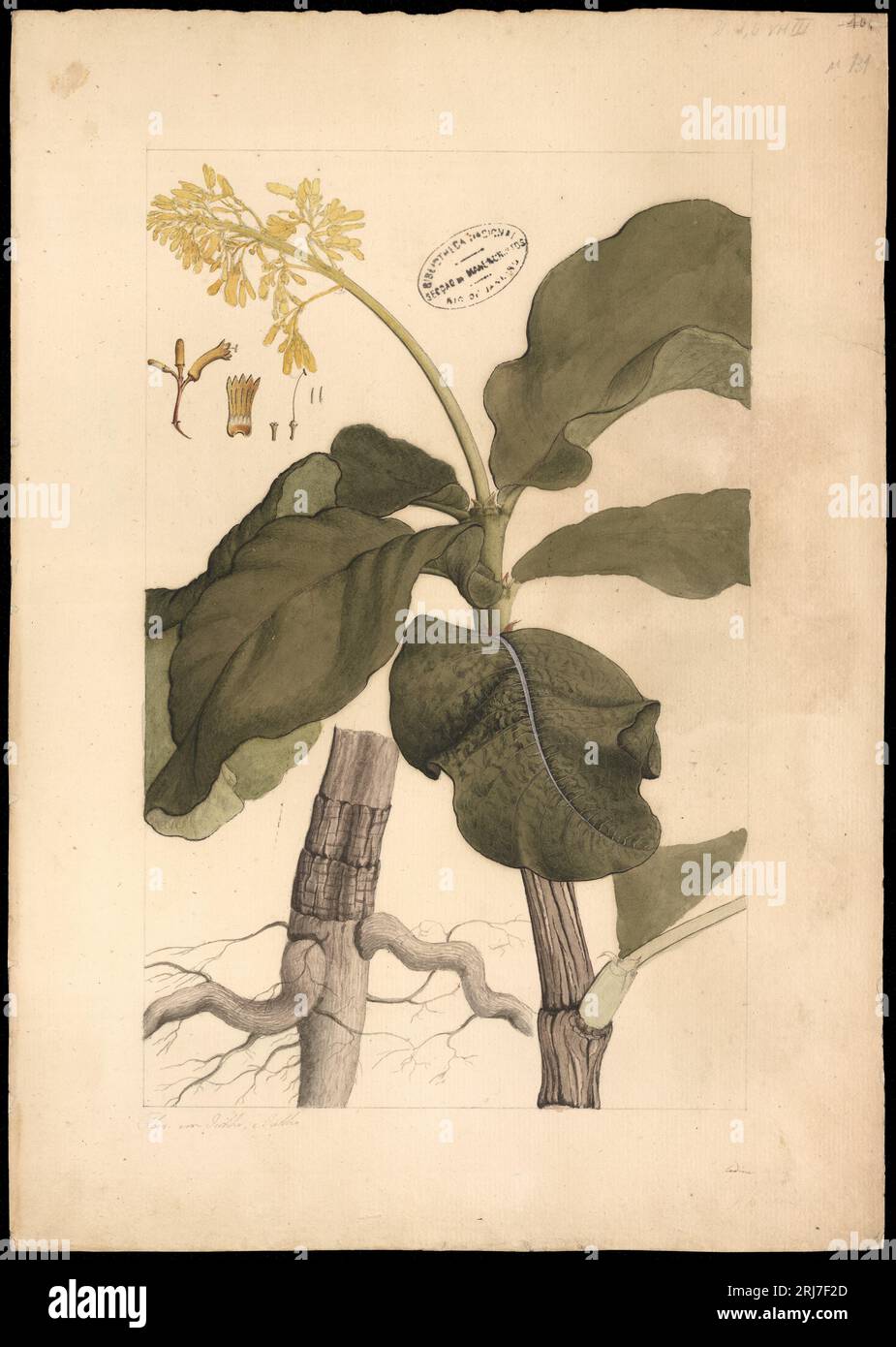 (Flora brasileira sem identificação) 18th century by Joaquim José ...
