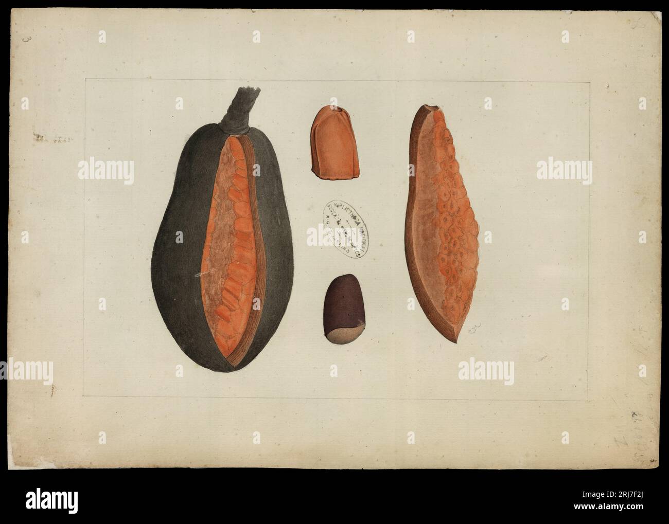 (Flora brasileira sem identificação) by Joaquim José Codina Stock Photo ...