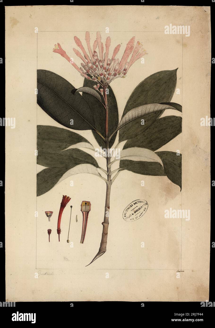 (Guettarda) 18th century by Joaquim José Codina Stock Photo - Alamy