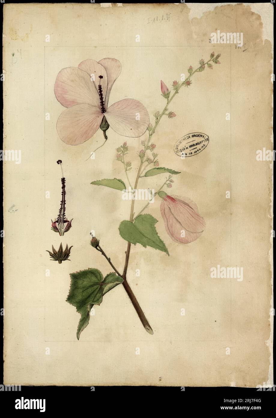 (Hibiscus) 18th century by Joaquim José Codina Stock Photo - Alamy