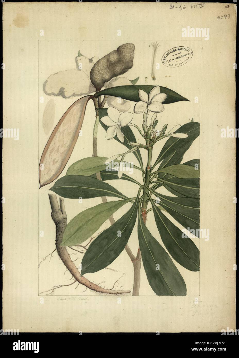 (Hiniatanthus lancifolia) 18th century by Joaquim José Codina Stock ...