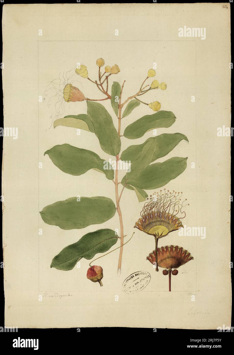 (Lafaensia) 18th century by Joaquim José Codina Stock Photo - Alamy