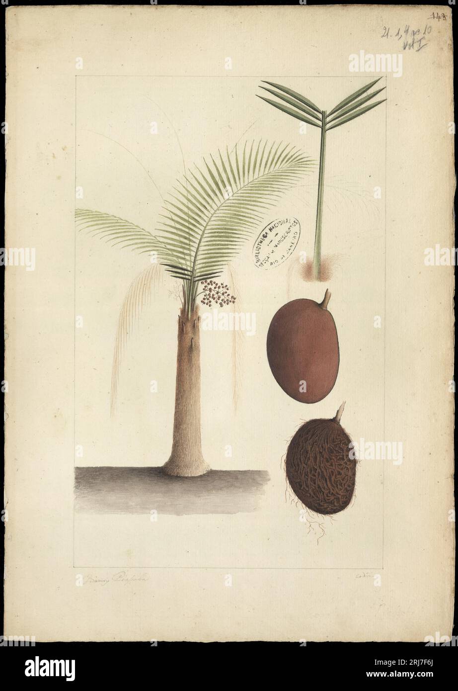 Piassaba hi-res stock photography and images - Alamy