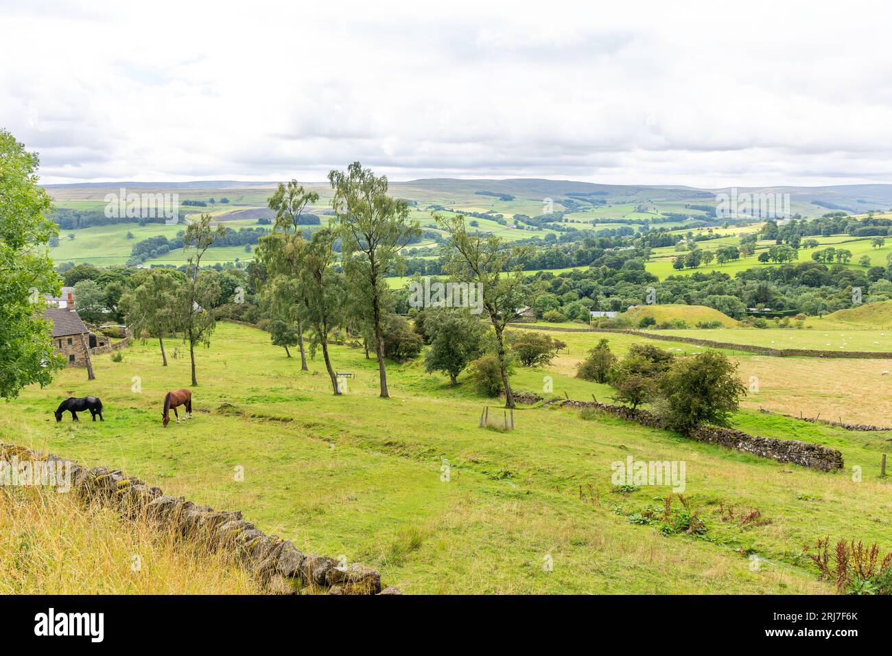 Horses hills rolling stanhope fence paddocks stone fencing field hi-res ...