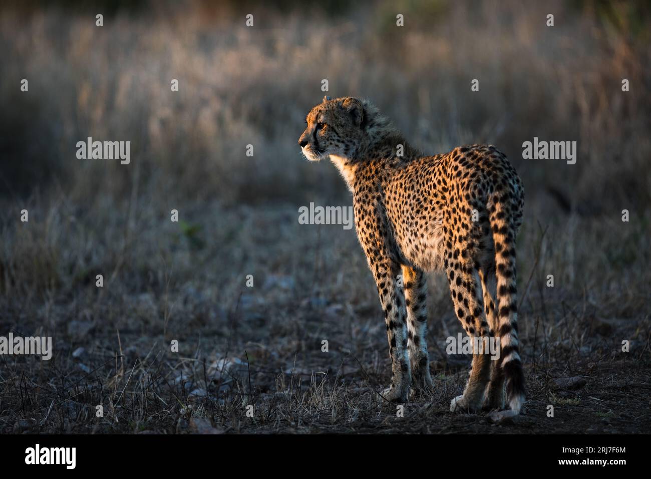 Cheetah in Phinda Private Game Reserve Southern Africa eco-tourism ...