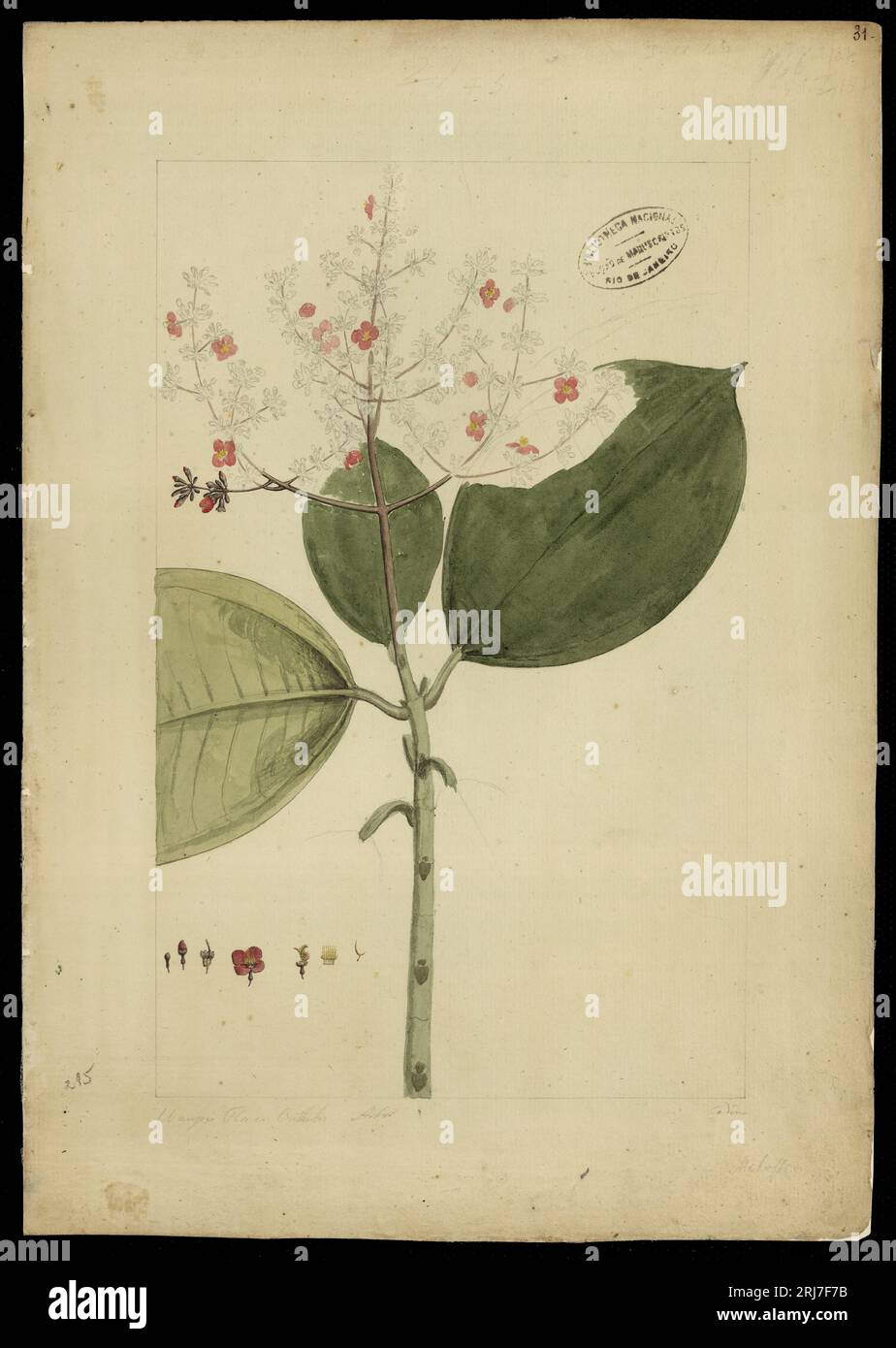 (Melastomacea) 18th century by Joaquim José Codina Stock Photo - Alamy
