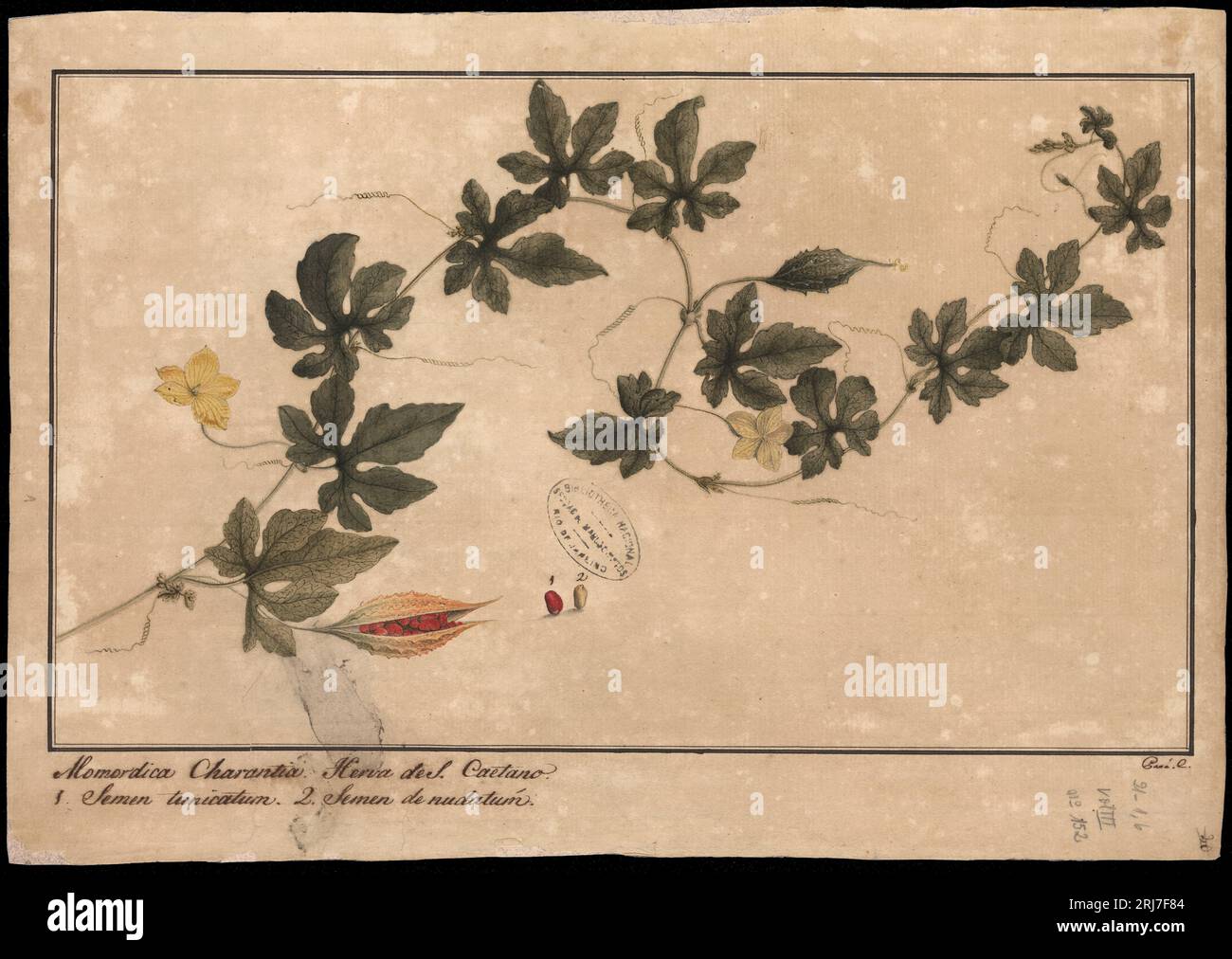 (Momordica charandia, L) 18th century by Joaquim José Codina Stock ...