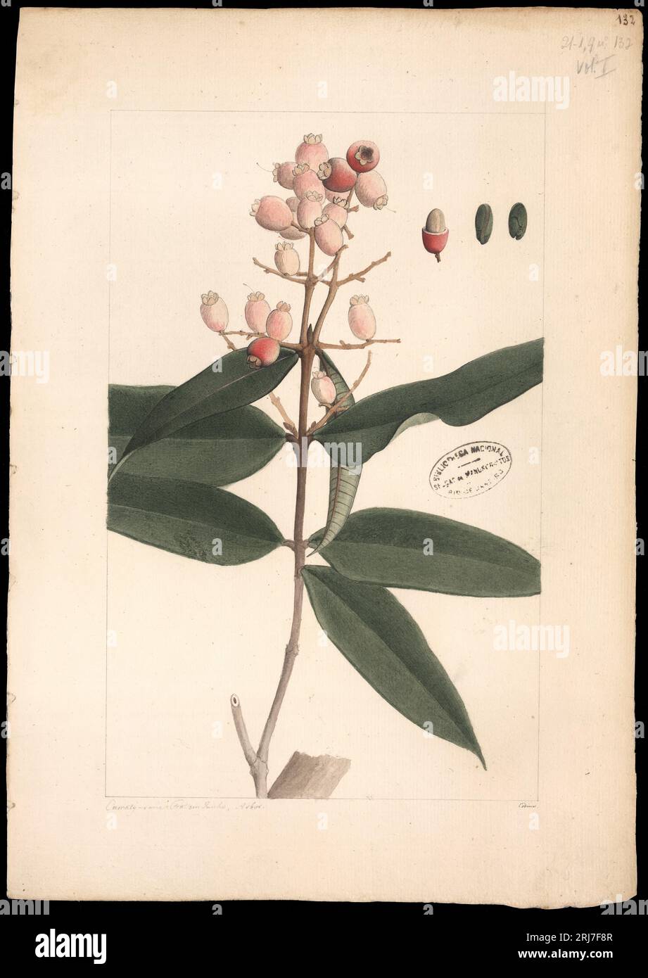 (Myrtacea) 18th century by Joaquim José Codina Stock Photo - Alamy