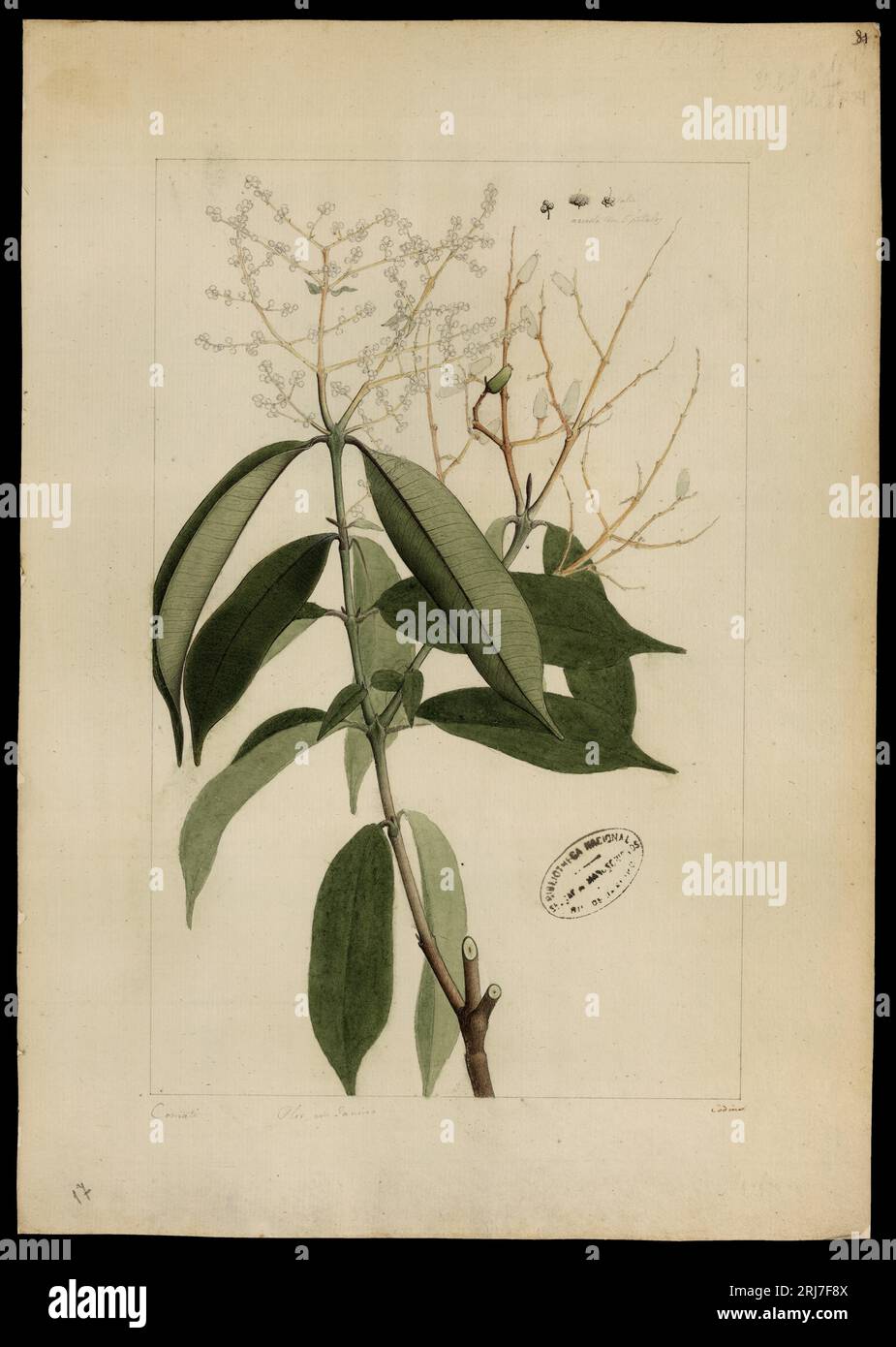 (Myrtacea) 18th century by Joaquim José Codina Stock Photo - Alamy