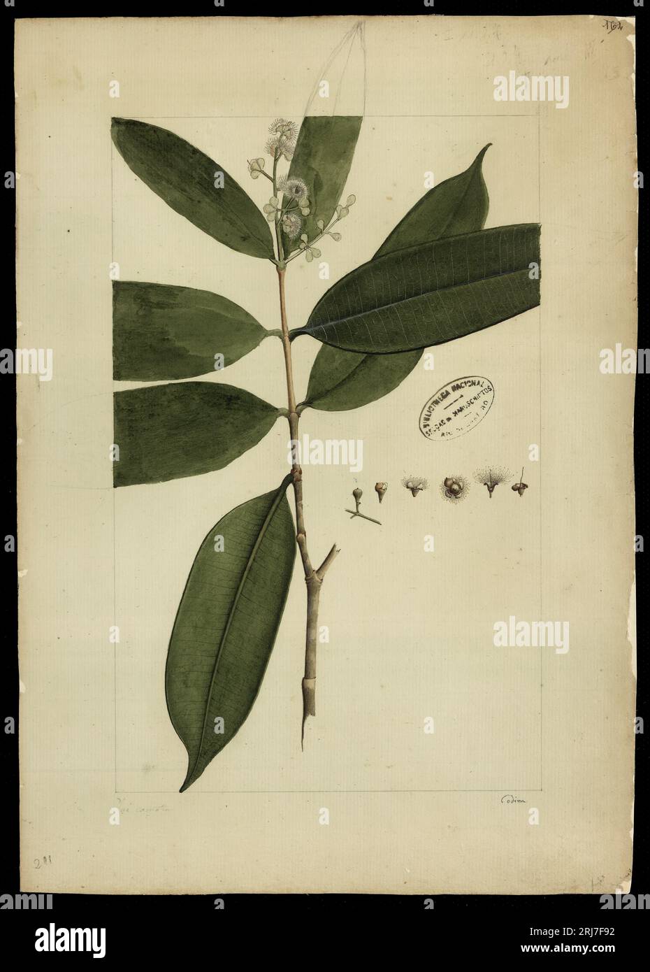 (Myrtacea) 18th century by Joaquim José Codina Stock Photo - Alamy
