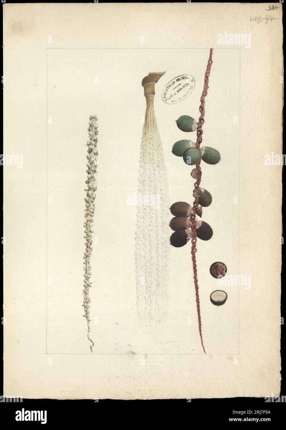 (Oenocarpus bacaba) 18th century by Joaquim José Codina Stock Photo - Alamy