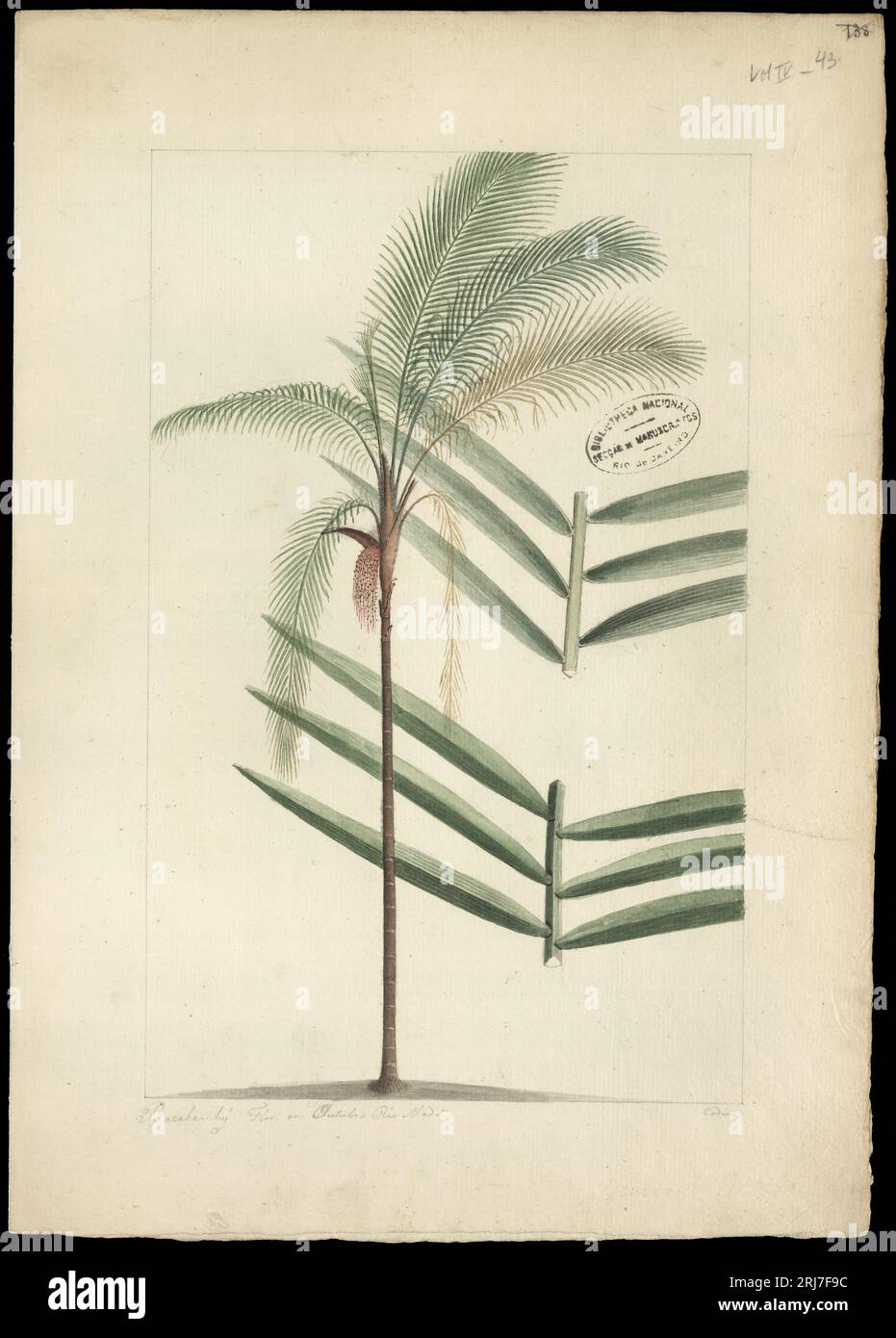 (Oenocarpus bacaba) 18th century by Joaquim José Codina Stock Photo - Alamy
