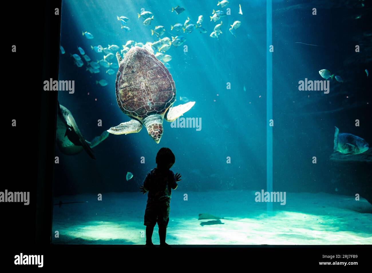 Silhouettes of children at the Cape Town Two Oceans Aquarium in South ...
