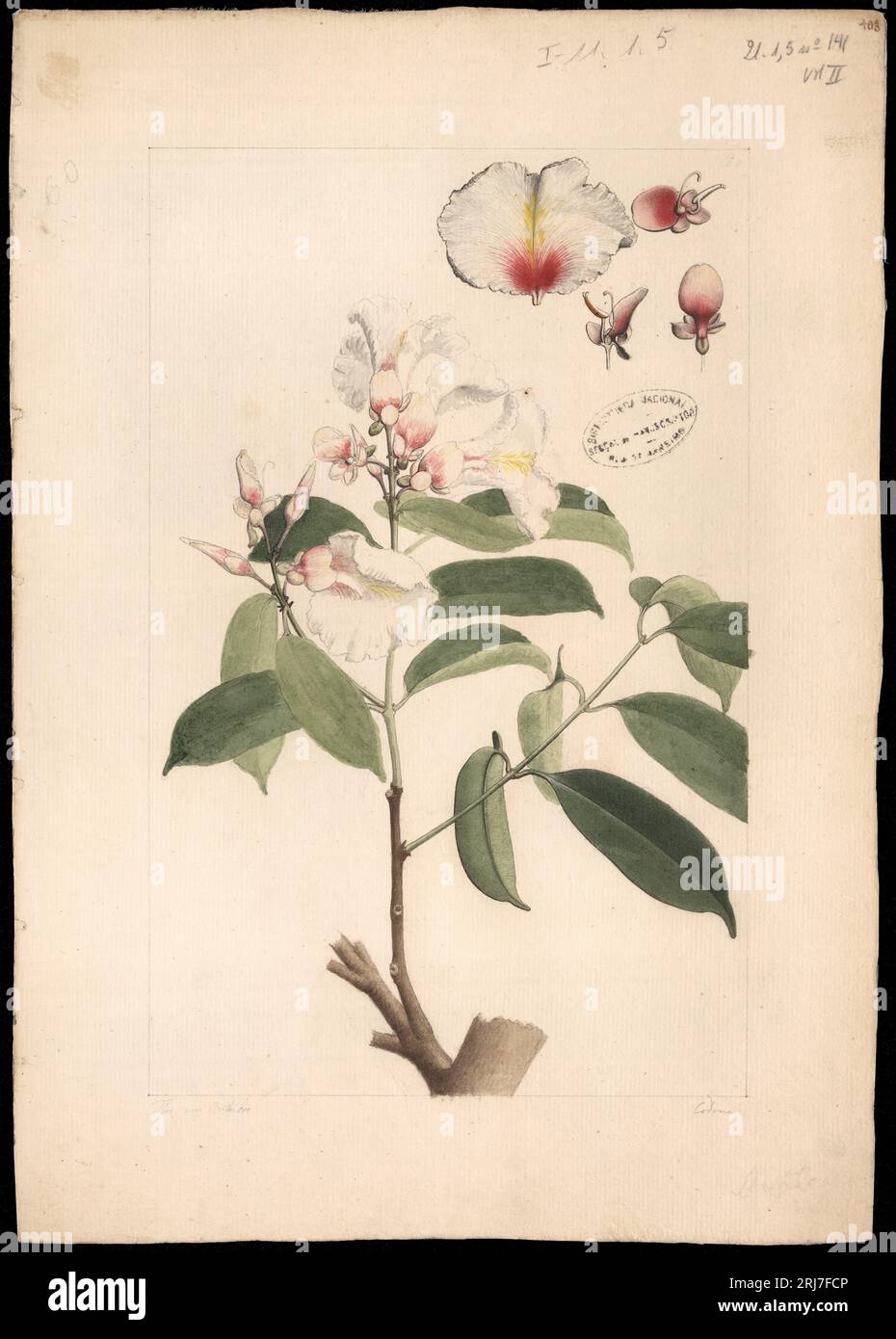 (Qualea) 18th century by Joaquim José Codina Stock Photo - Alamy