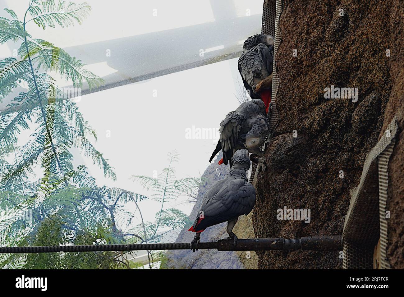 Grey parrots, in Latin called psittacus erithacus, sitting on ...