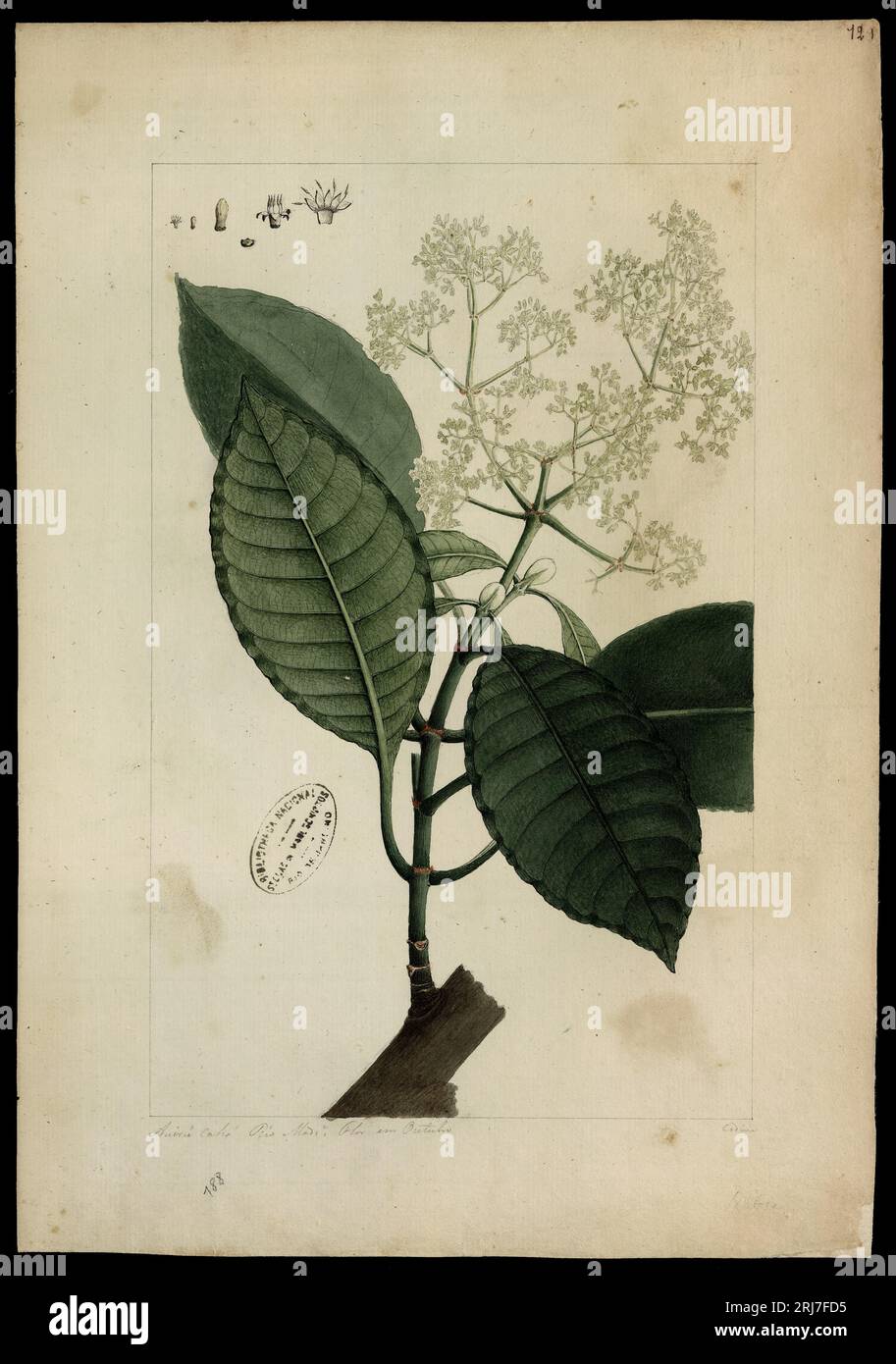 (Rubiaceae) 18th century by Joaquim José Codina Stock Photo - Alamy