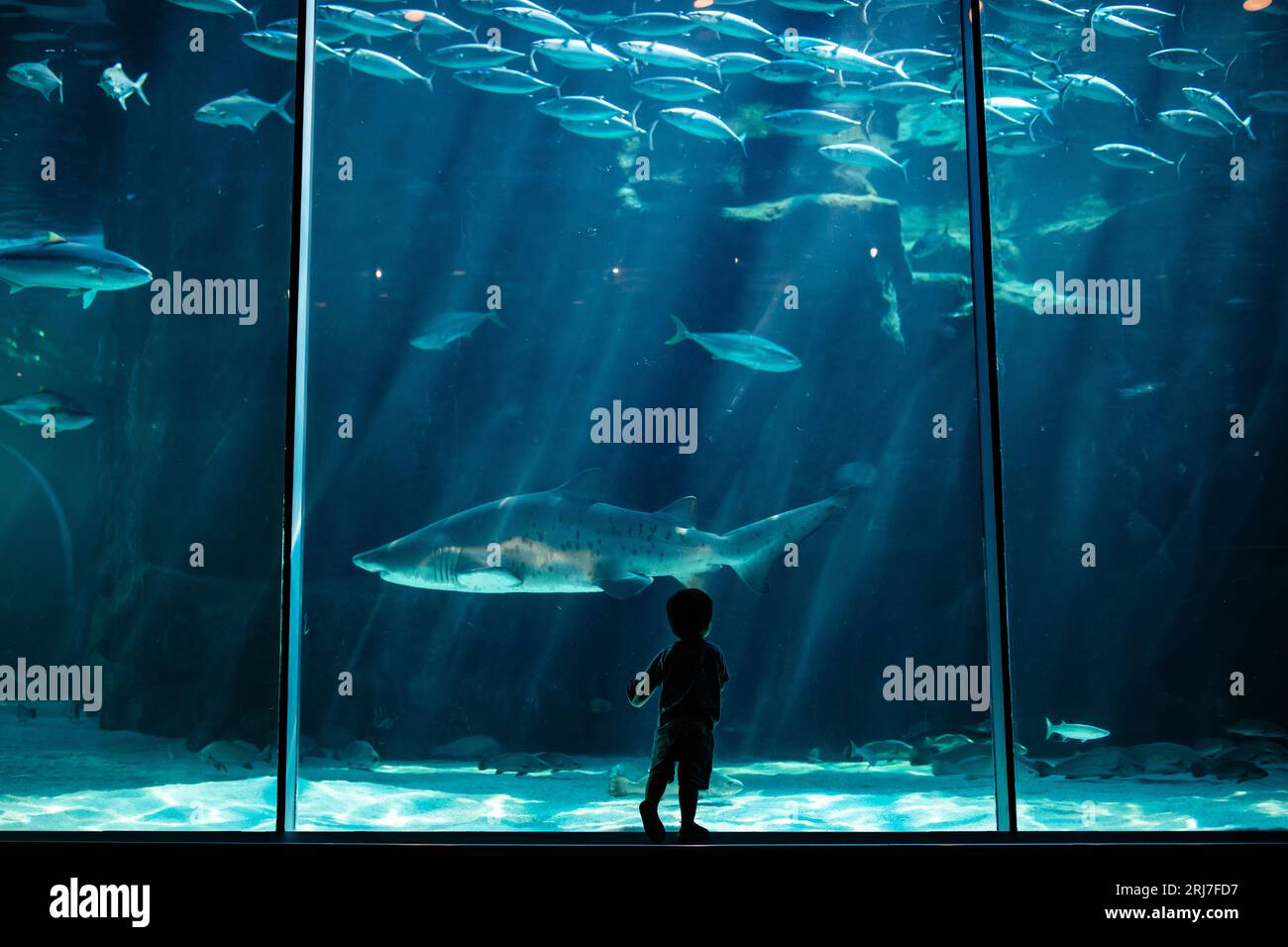 Silhouettes of children at the Cape Town Two Oceans Aquarium in South ...