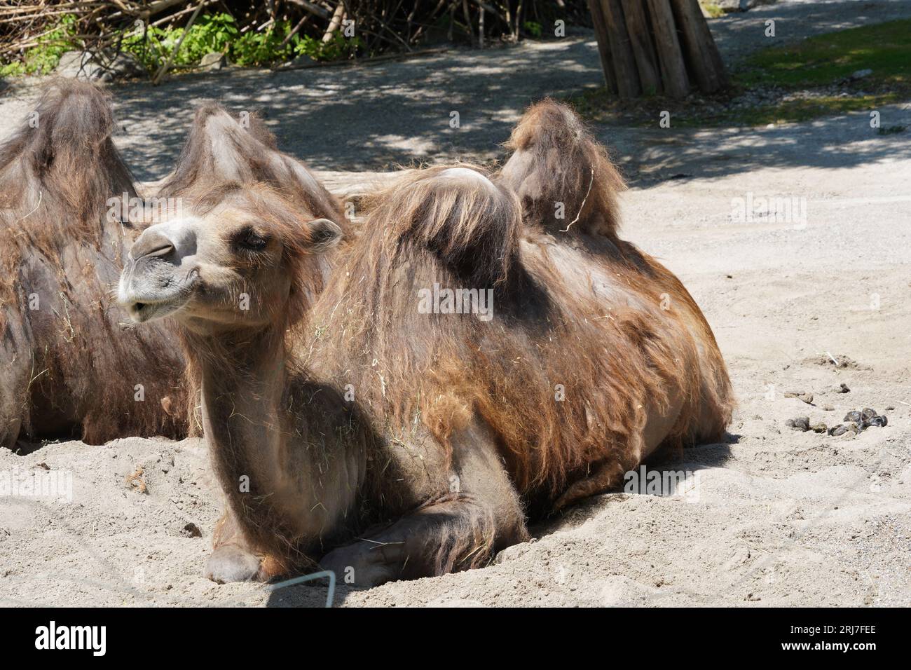Two Bactrian camels in Latin called Camelus bactrianus is settled on the ground and is captured ...
