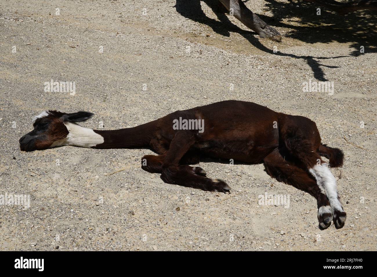 Lying down on sand hi-res stock photography and images - Alamy