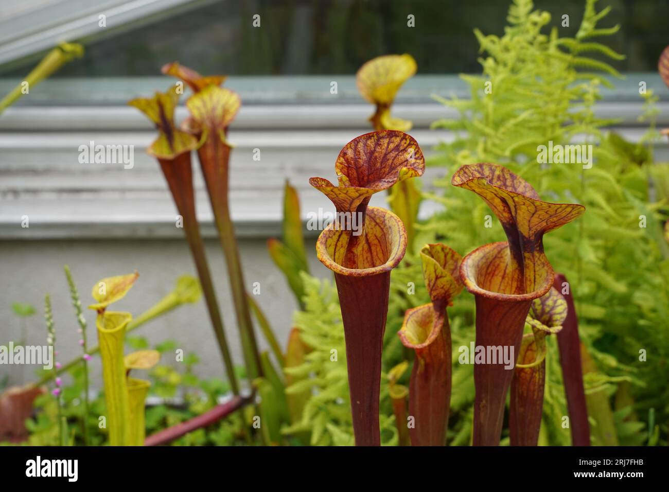 Trumpet Pitcher Facts at Alejandro Harden blog