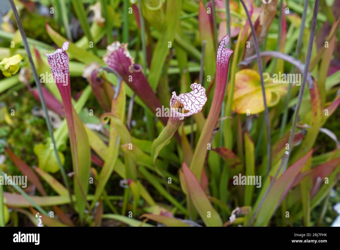 Disappearing of habitat hi-res stock photography and images - Alamy