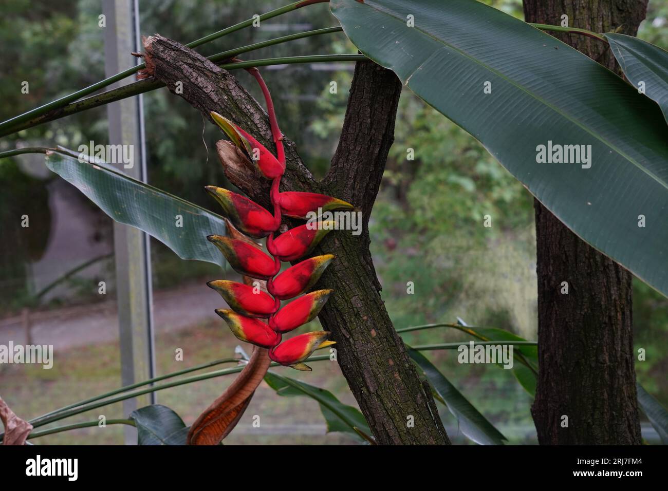 Costus villosissimus, herbaceous perennial plant in the family ...