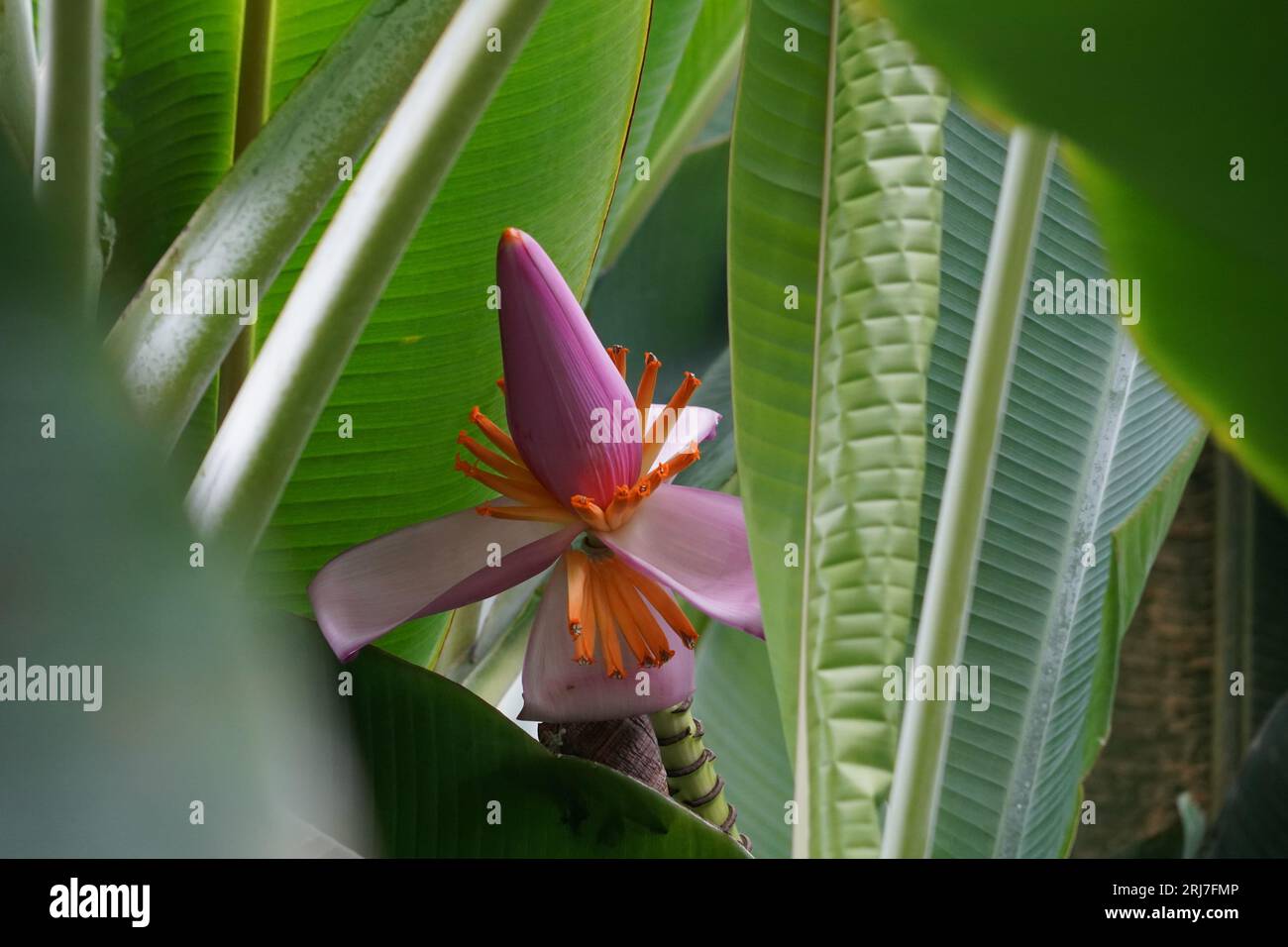 Banana inflorescence hidden among the leaves of a banana plant with a ...
