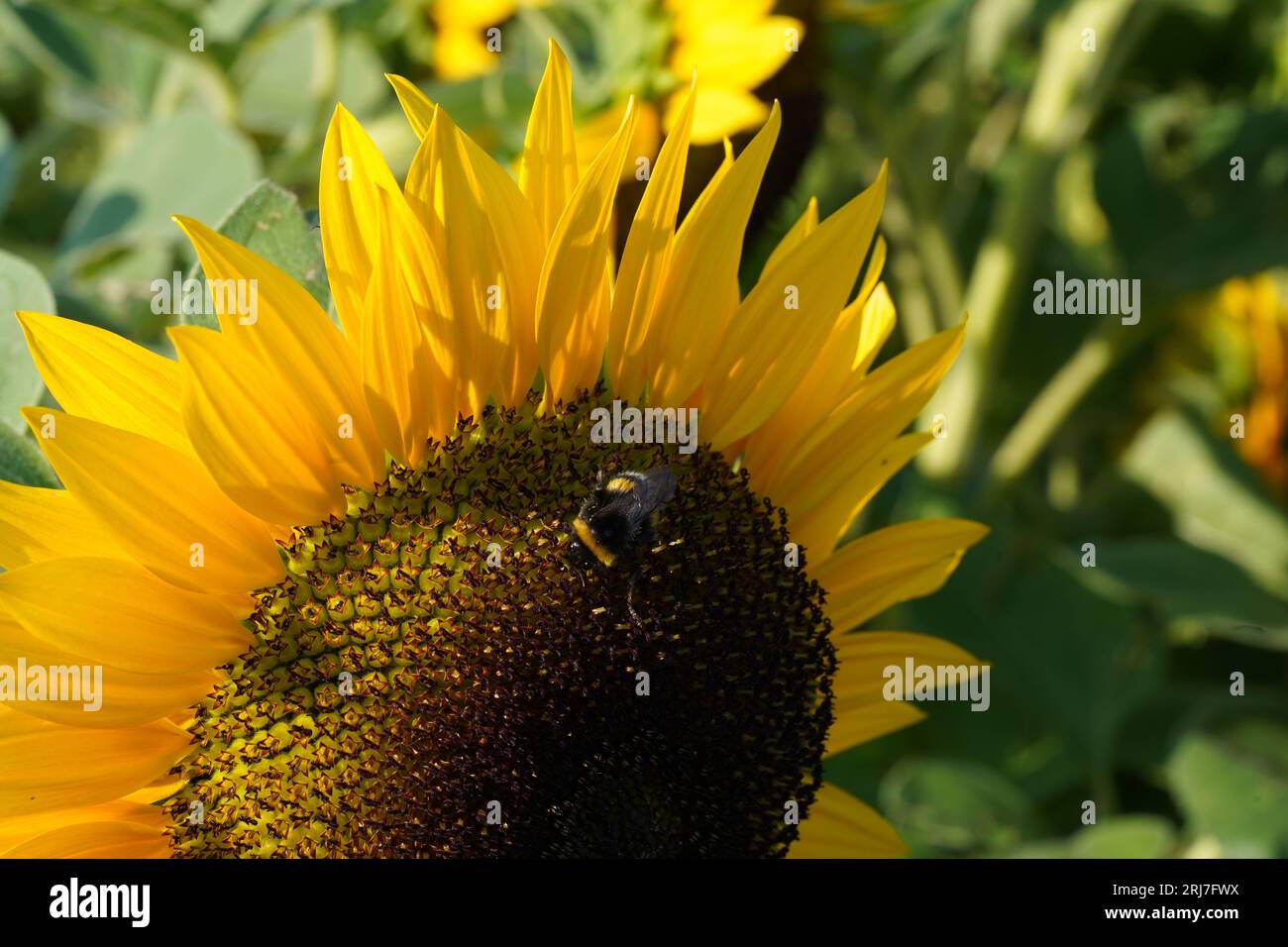 Flower of a sunflower plant with bumblebee, annual forb, in full ...