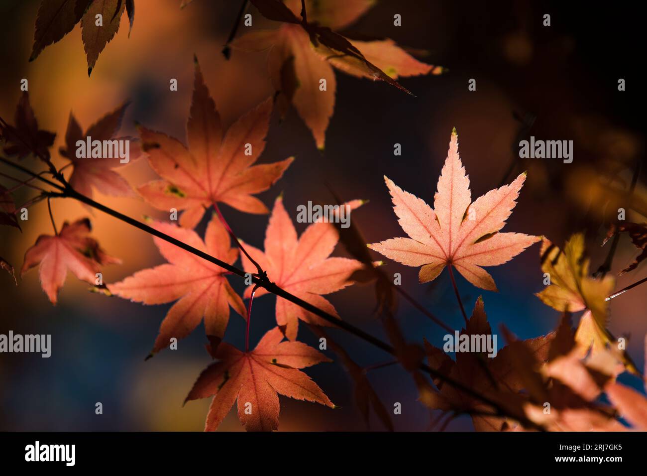 Beautiful fall leaves hi-res stock photography and images - Alamy